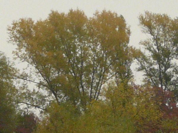 forest side view texture 0007 - Texturelib